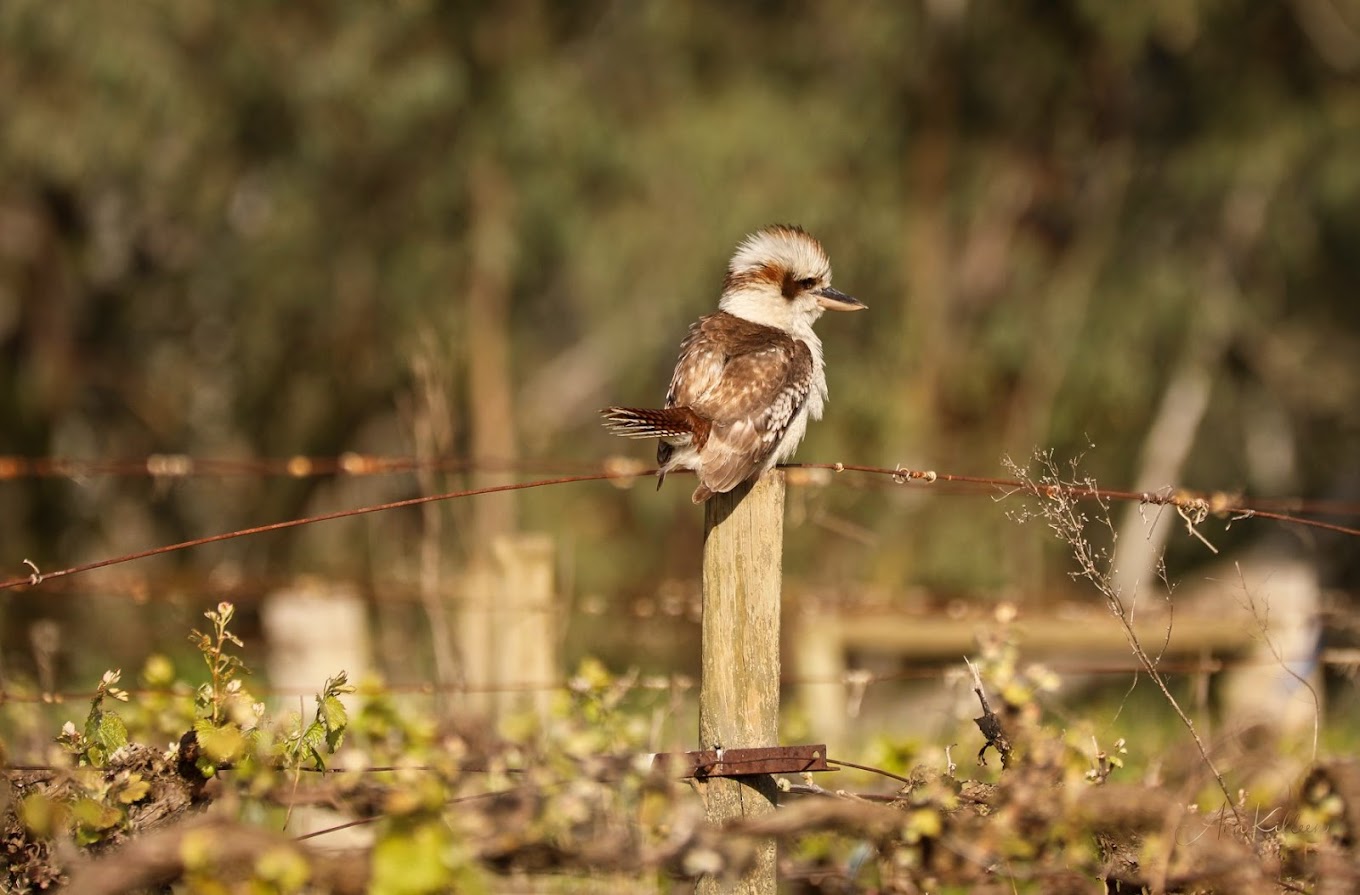 Pfeiffer Wines - Winery in Victoria | Winetourism.com