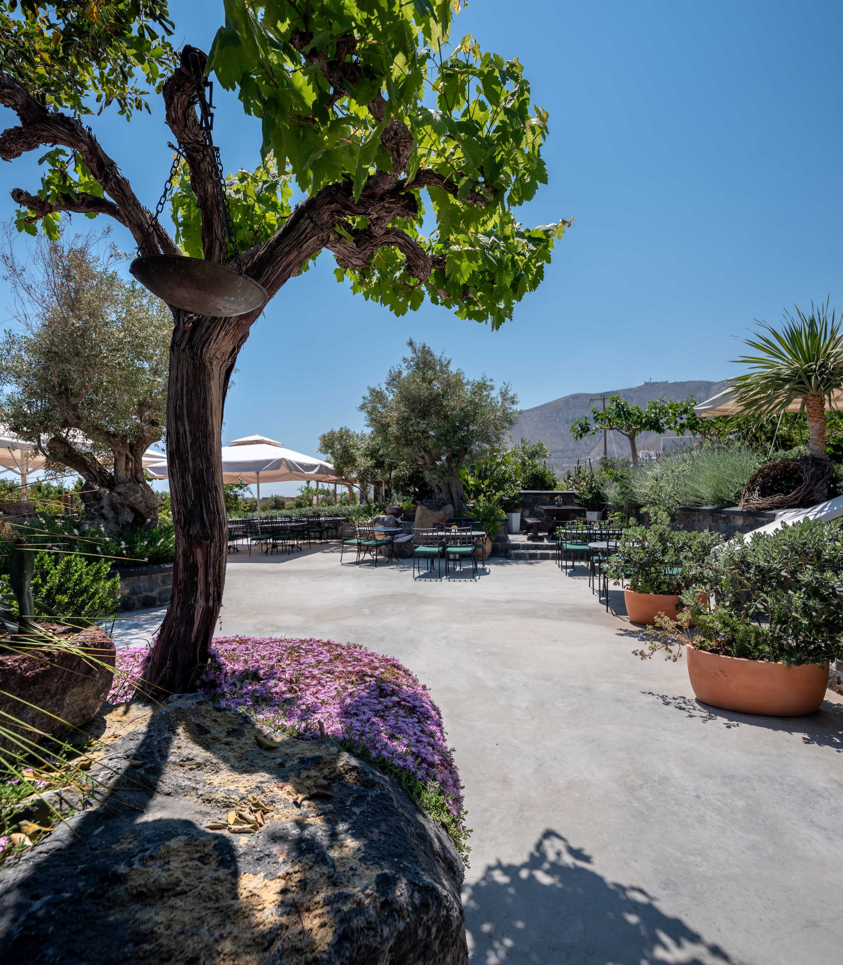 "Artemis Karamolegos Winery - Winery in Aegean Islands | Winetourism.com"