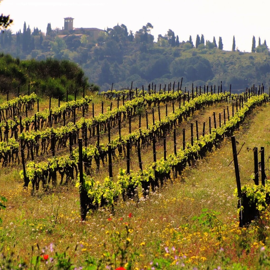 Domaine du Bosc - Winery in Languedoc| Winetourism.com