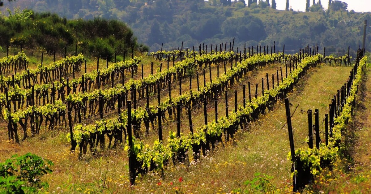 Domaine du Bosc - Winery in Languedoc| Winetourism.com