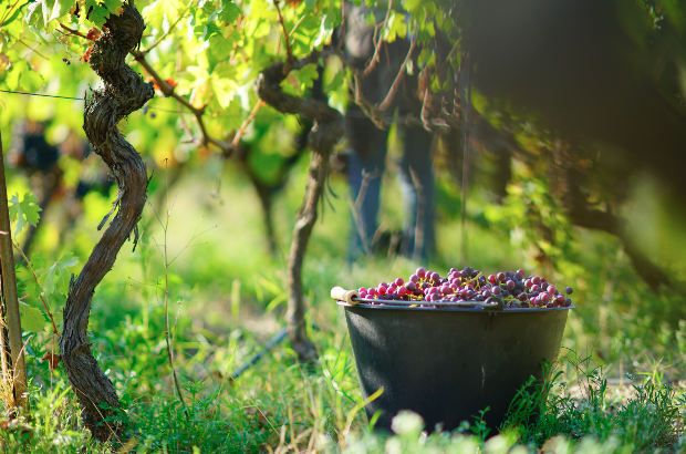 Domaine De La Source - Winery in Provence | Winetourism.com