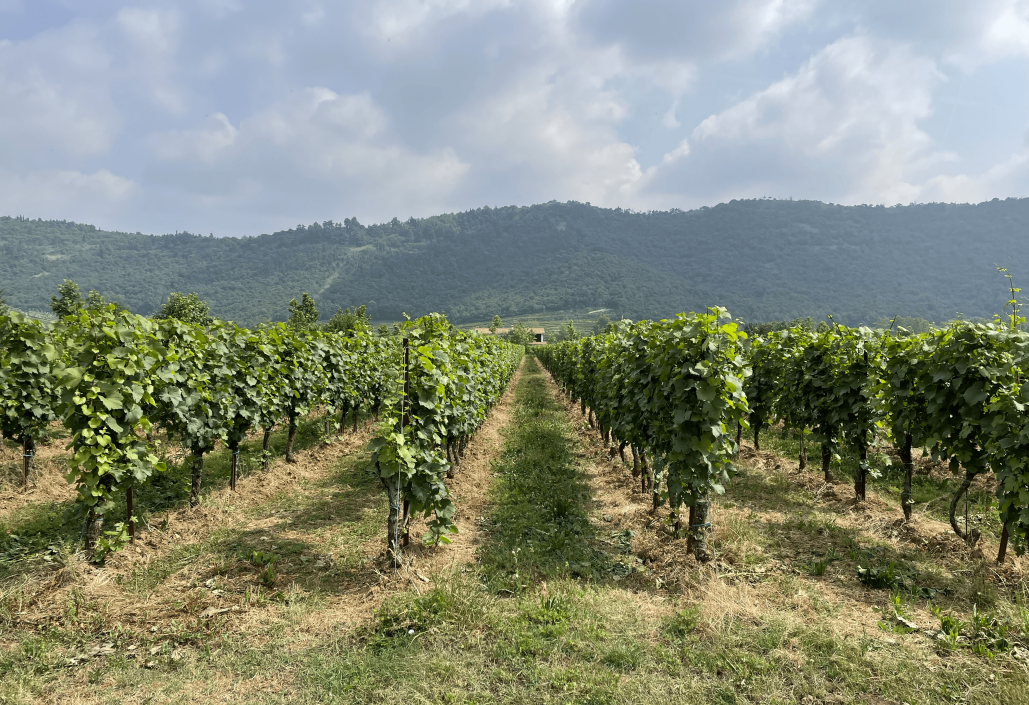 Your 2023 guide to Lombardy wine region | Winetourism.com