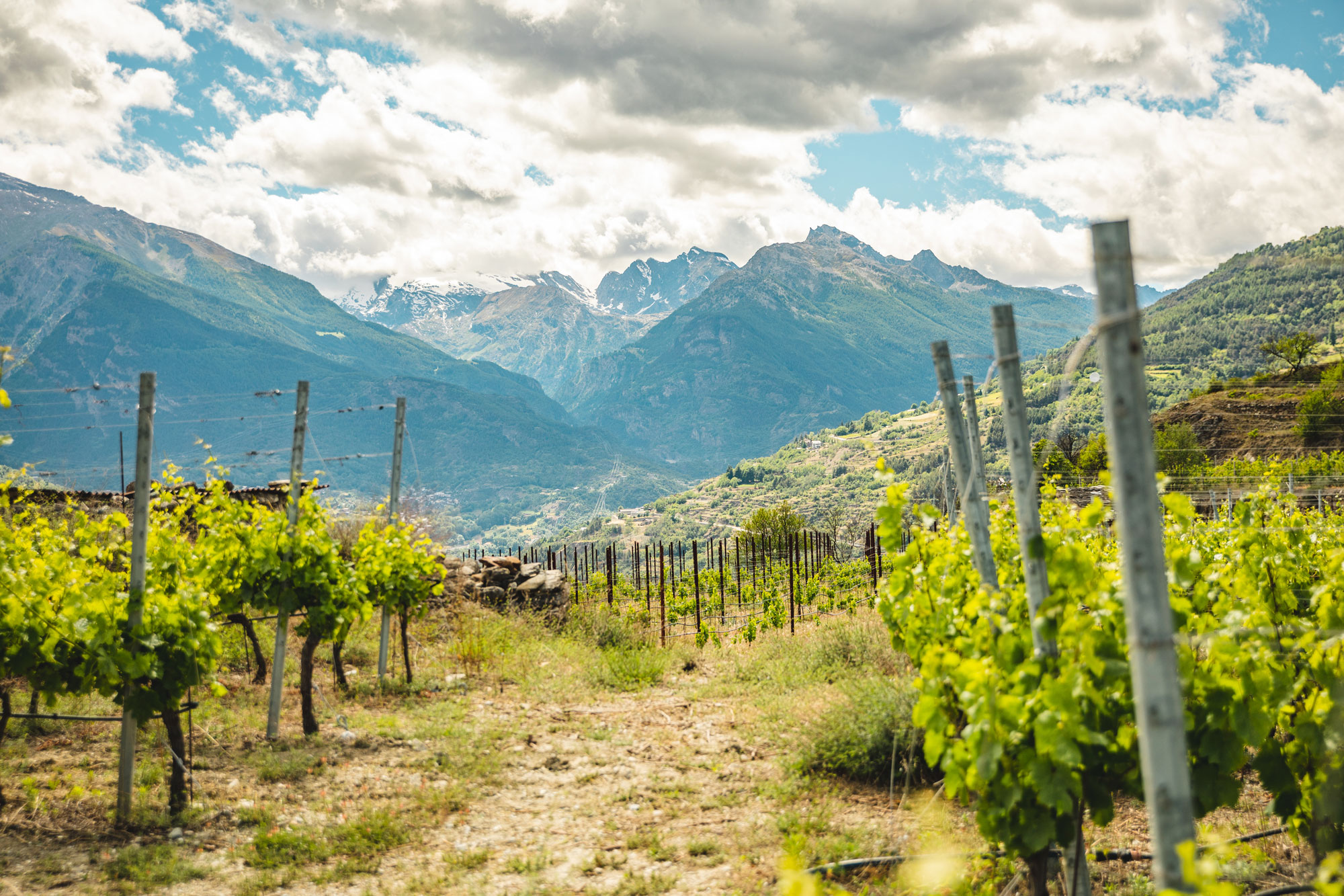 La Source - Winery in Piedmont | Winetourism.com