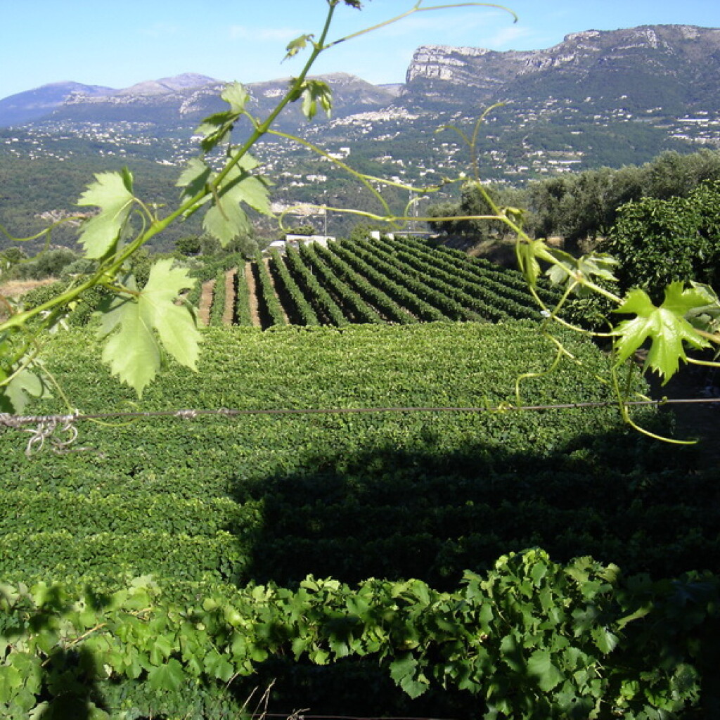 Domaine De La Source - Winery in Provence | Winetourism.com