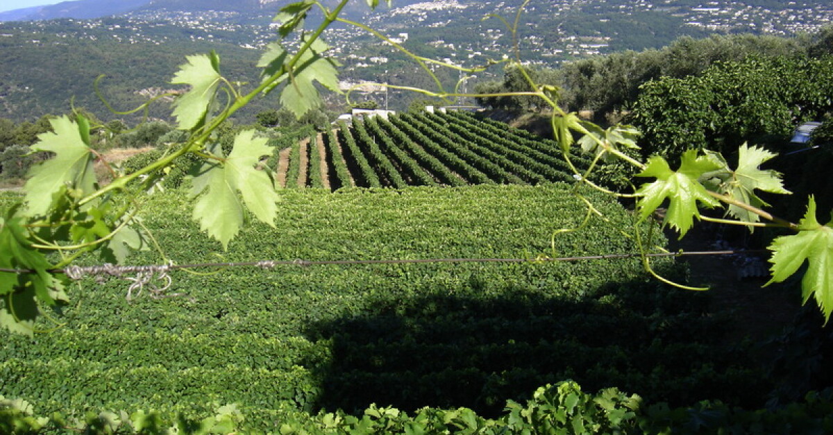Domaine De La Source - Winery in Provence | Winetourism.com