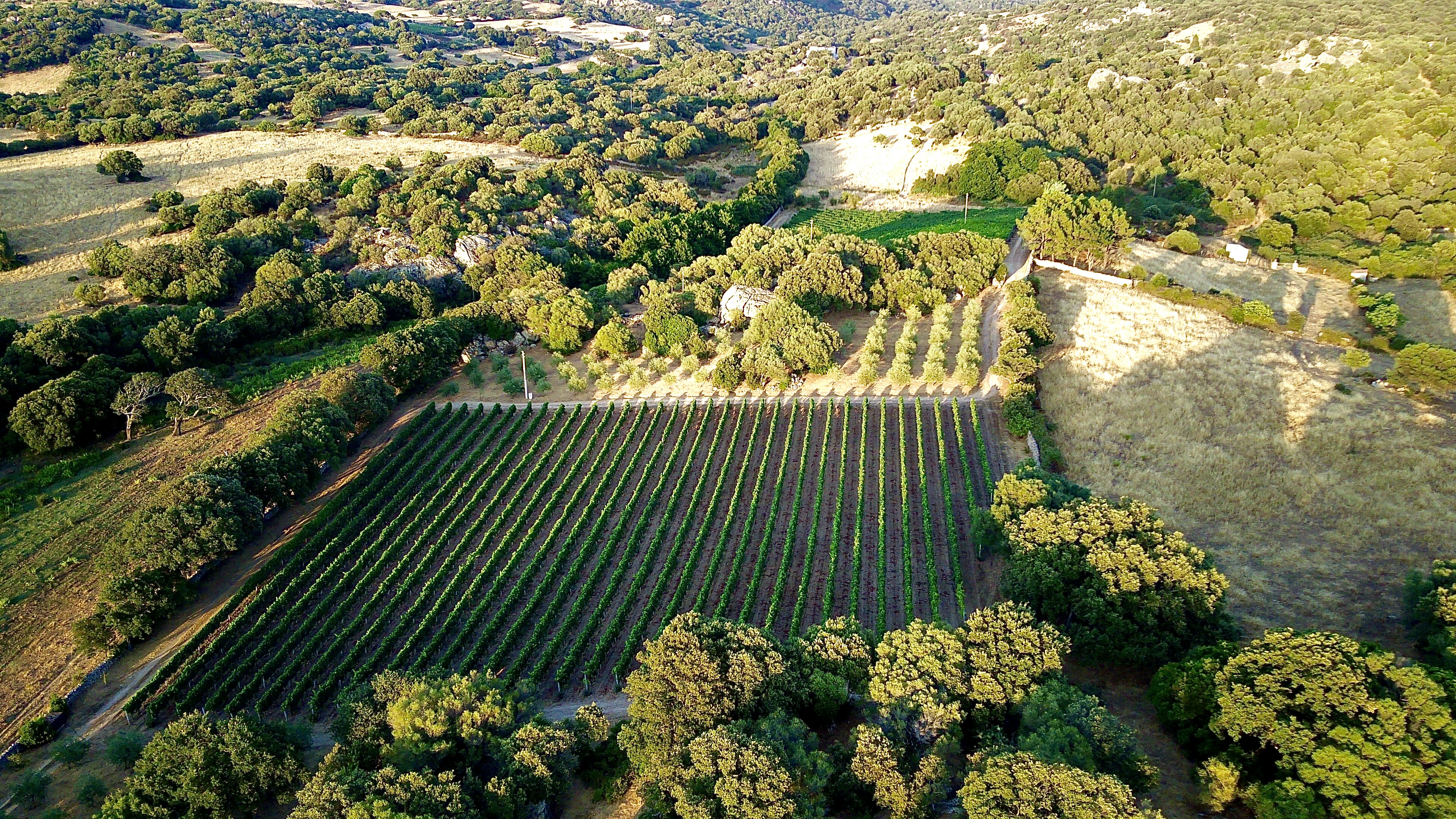 La Neula - Degustazione di vini e tour a La Neula in Sardegna ...