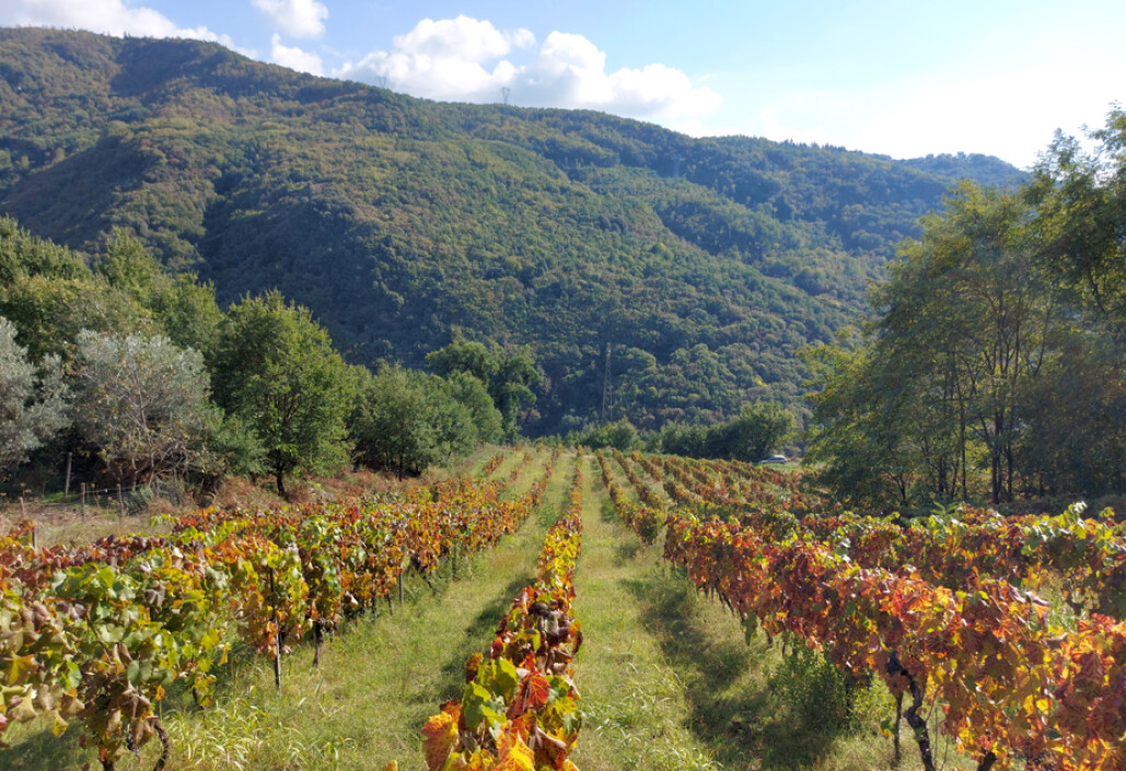 Savuto - Wine Region in Calabria, Italy | Winetourism.com