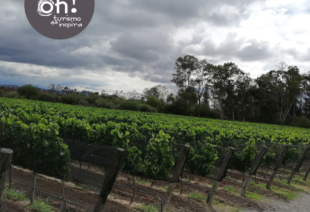 10 best wine tours & tastings in Querétaro 2023 | Winetourism.com