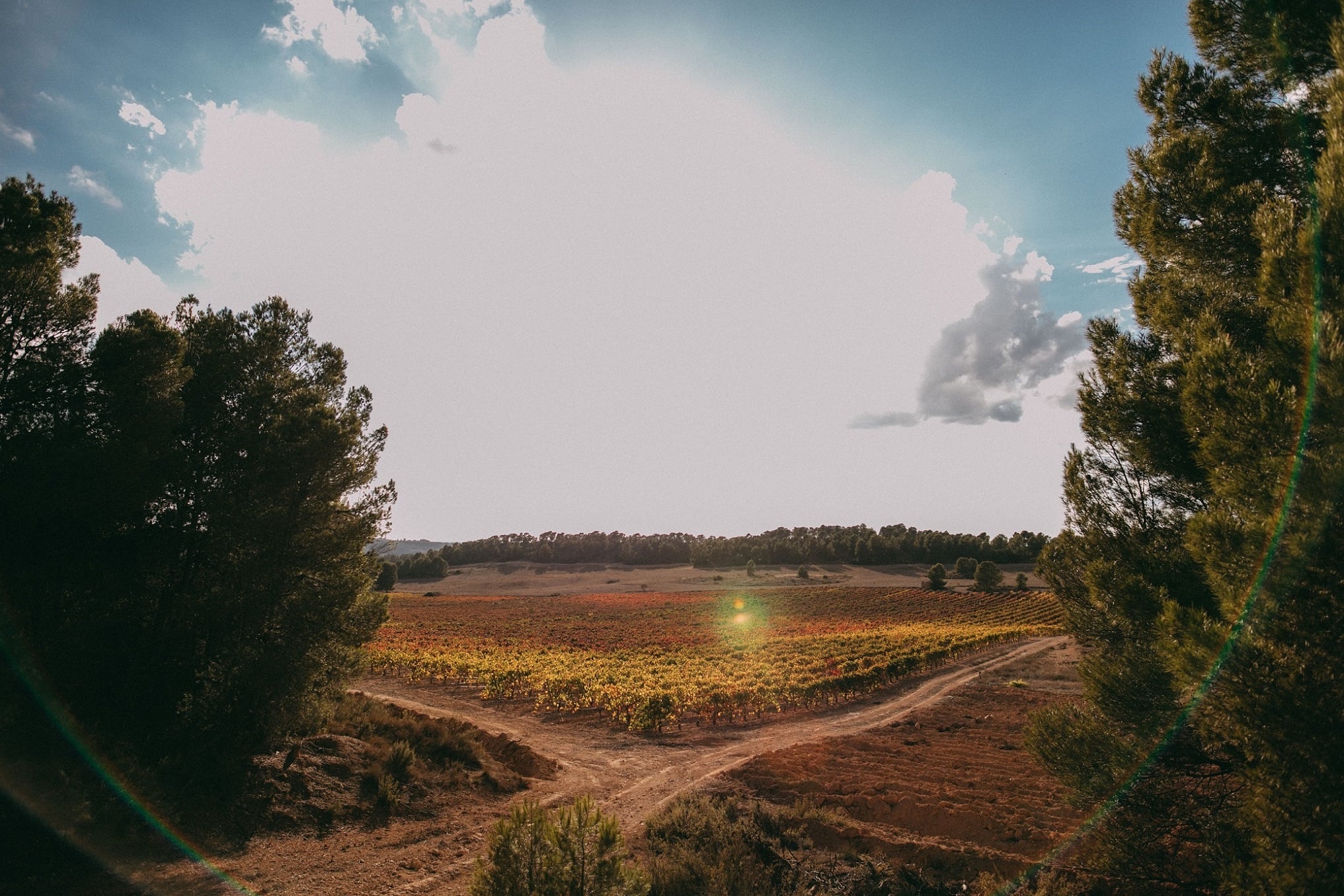 Bodegas Vegalfaro - Wine tasting and tour in Valencia | WineTourism.com
