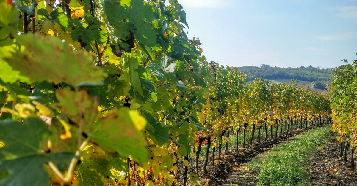 Top Sparkling wine tour from Milan - Guided Wine Tour in Lombardy ...