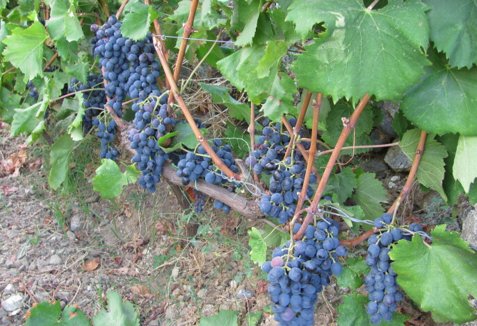 Marsovin - The Culture of Wine - The Marsovin Experience in Malta ...