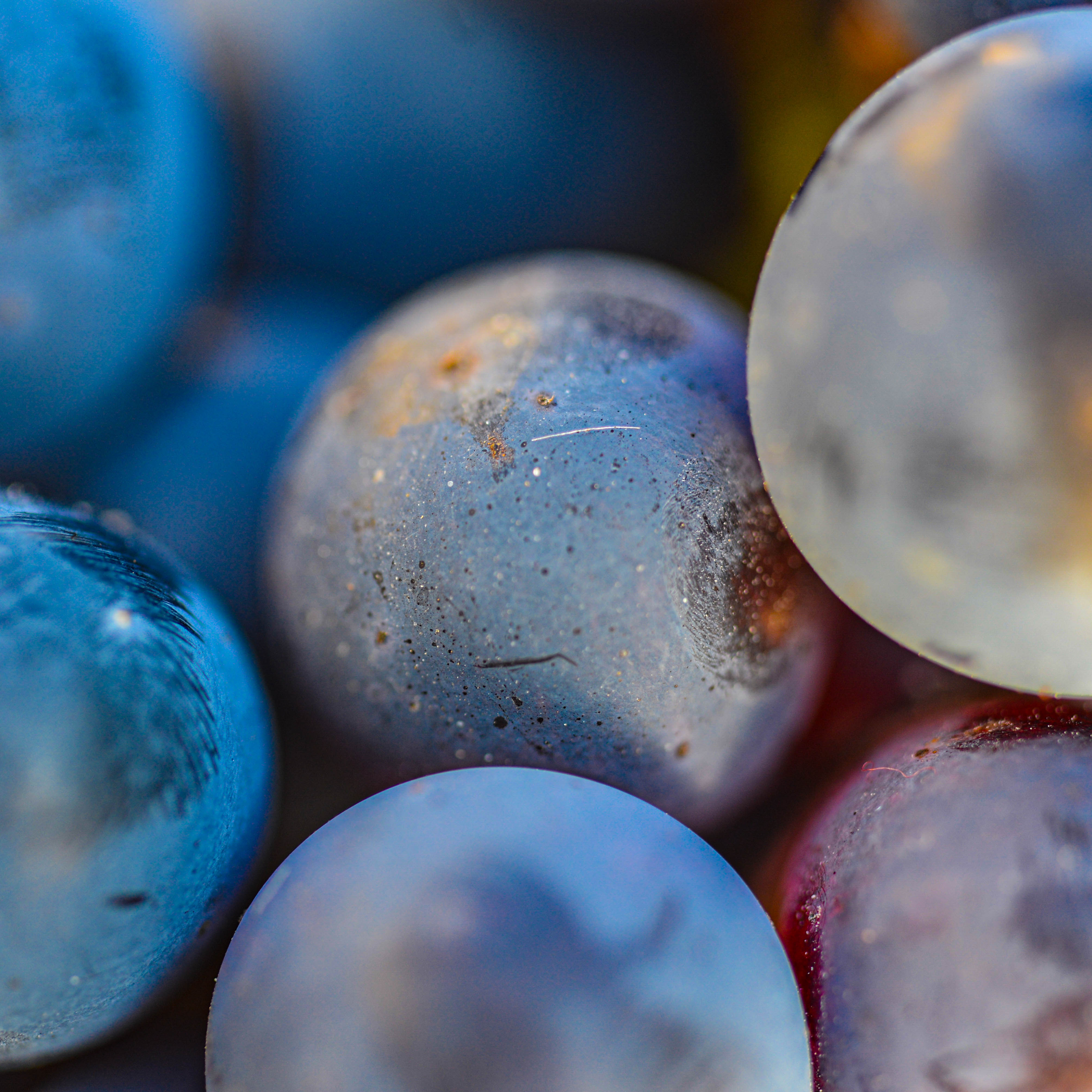 La Closerie de Fronsac - Winery in Bordeaux | Winetourism.com