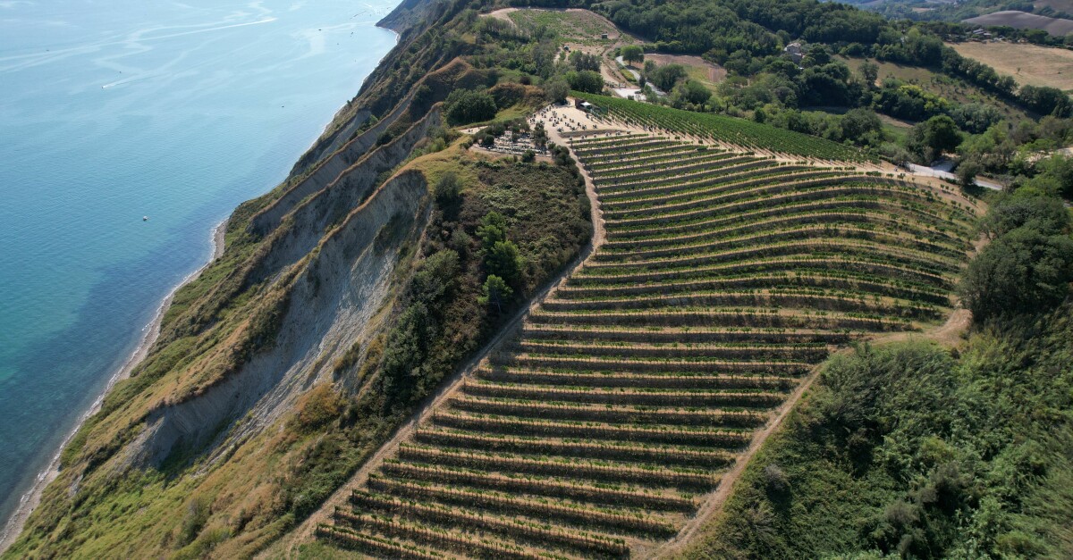 Fattoria Mancini Winery - Winery in Marche | Winetourism.com