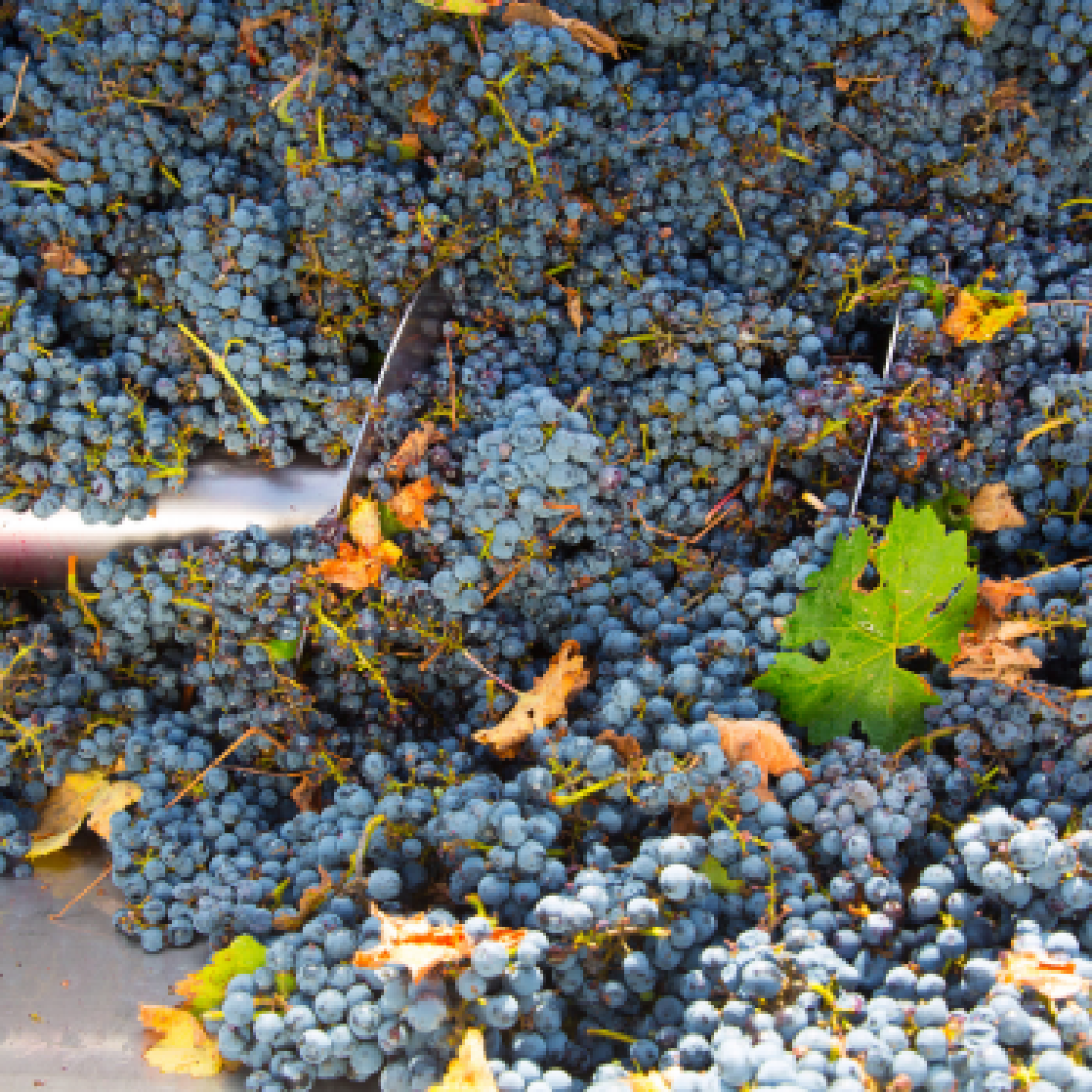 Interesting facts about Nero d'Avola | WineTourism.com