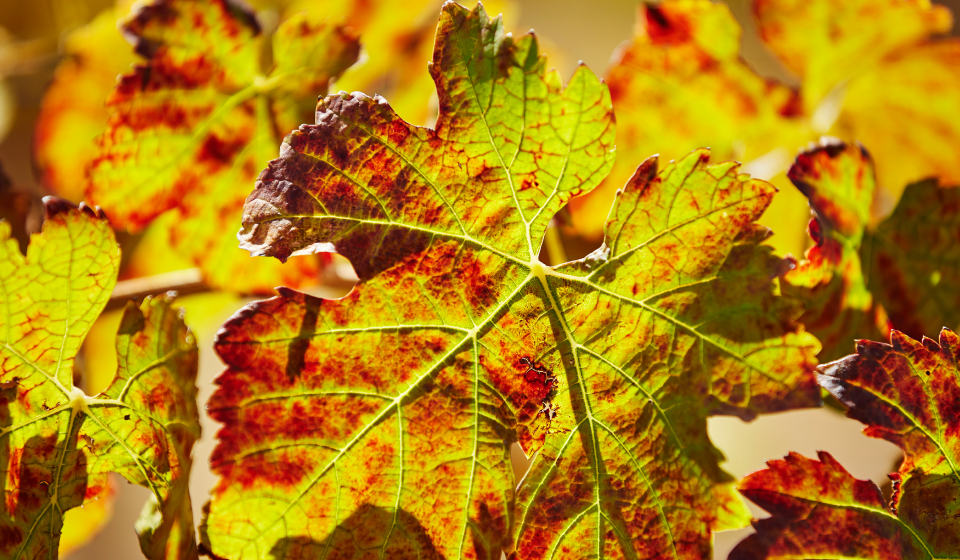 Mandoon - Wine Immersion Tour in Western Australia | WineTourism.com