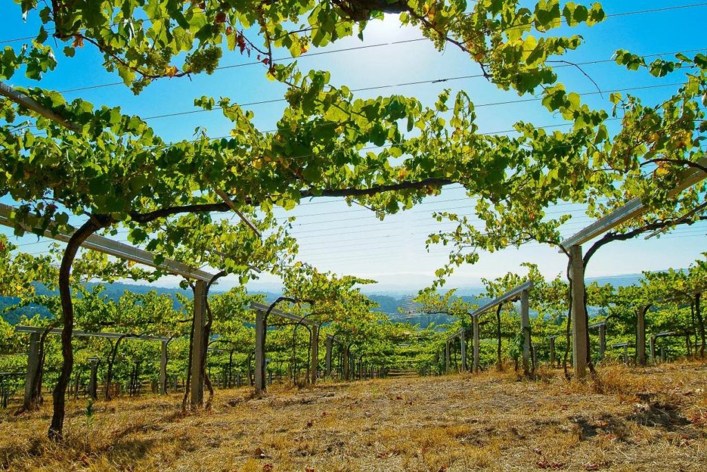 Albarino Wine Experience in Galicia | WineTourism.com