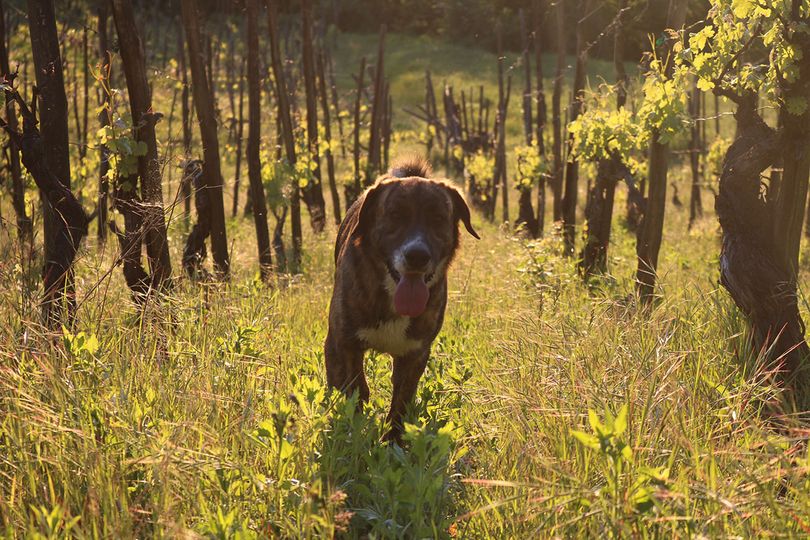 Just a sip of wine in Emilia - Romagna | Winetourism.com