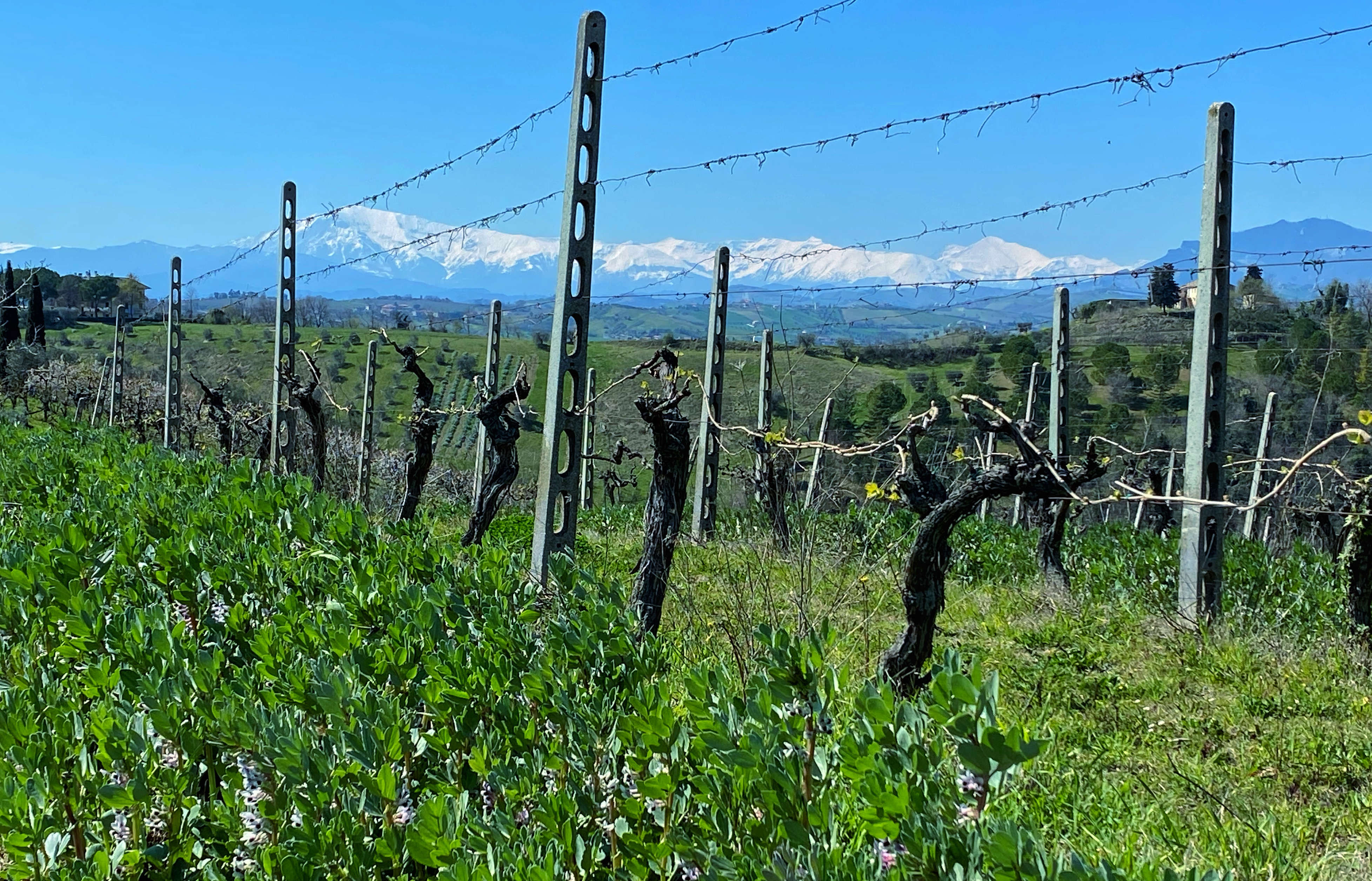 Reserve Wines + Pairing in Marche | Winetourism.com
