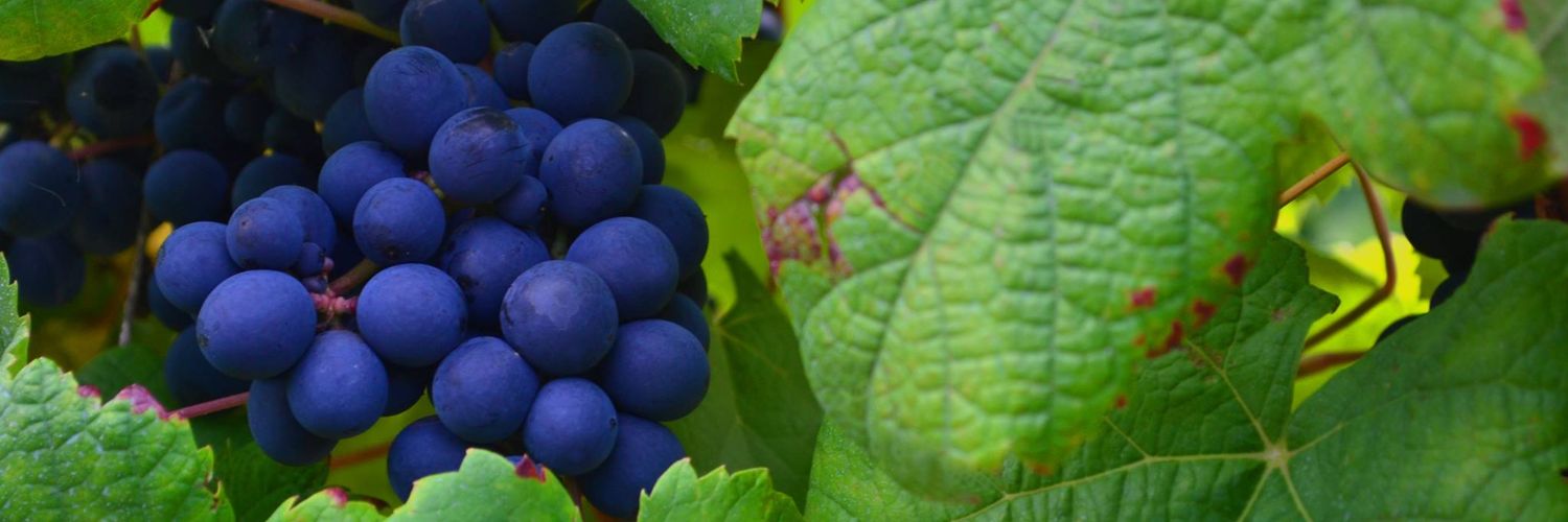 Wine Tasting at Barbacana in Bolivia | Winetourism.com