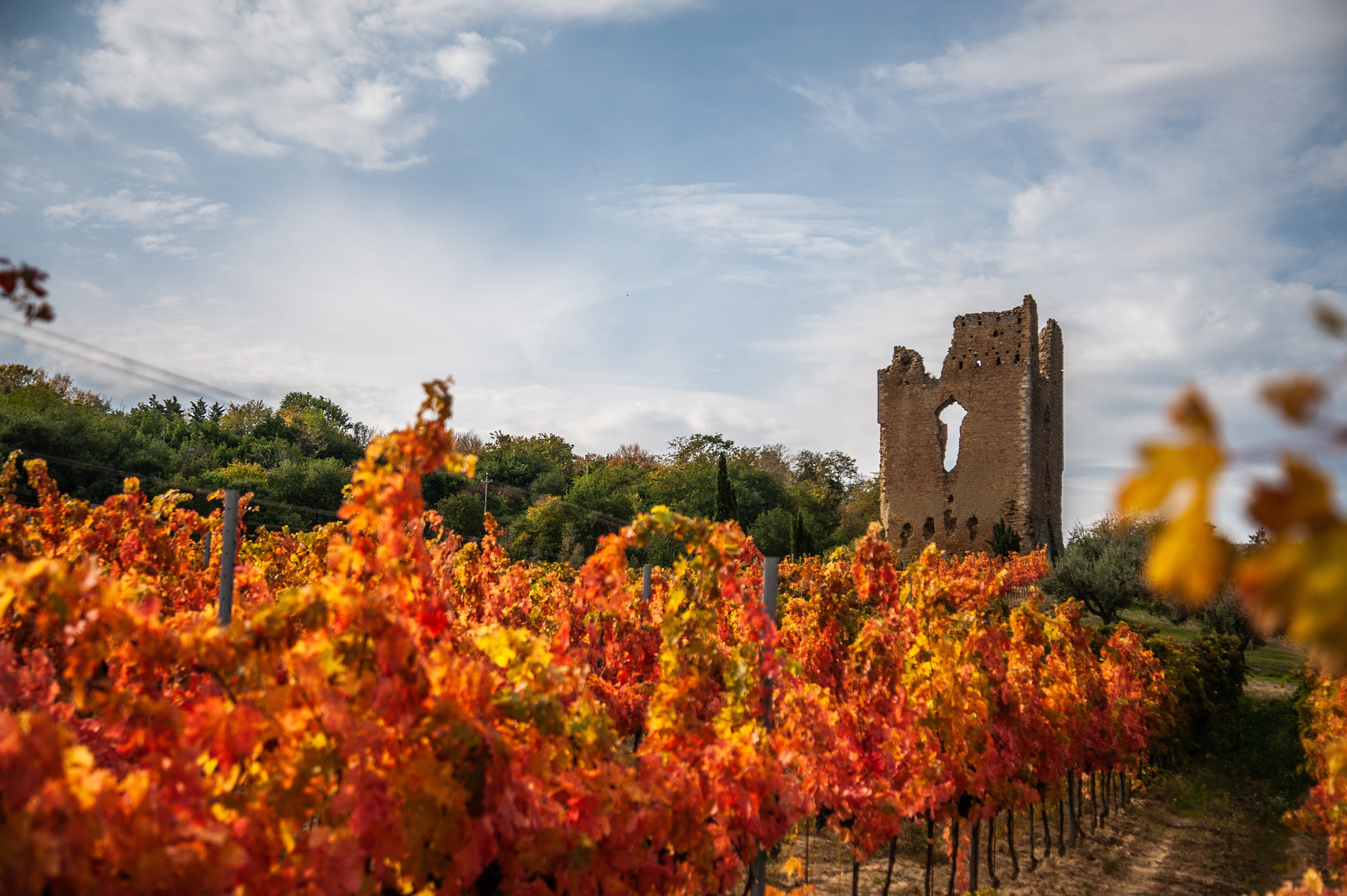 Torre Raone - Tasting of Montepulciano D'Abruzzo in Abruzzo ...
