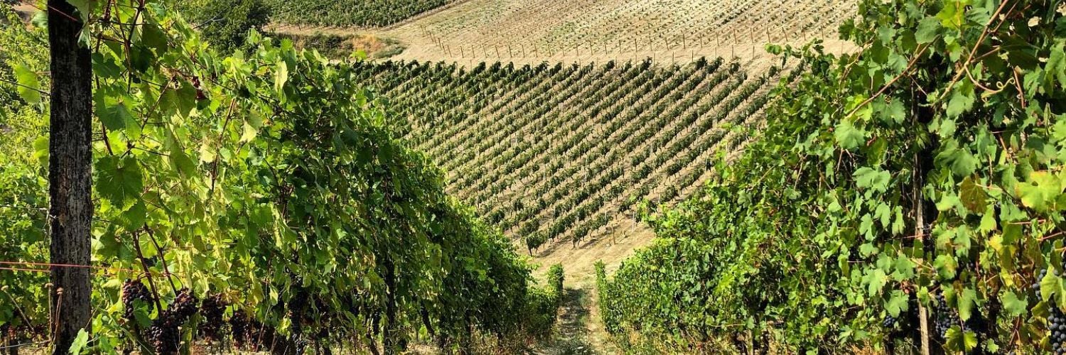 Wine Tasting at Vigneti Repetto in Sicily | Winetourism.com