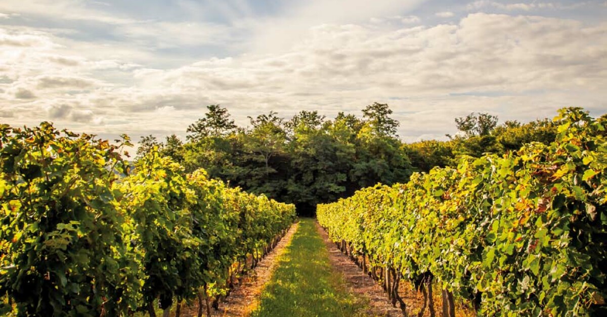 Ophorus Tours - Local Guide in Bordeaux | Winetourism.com