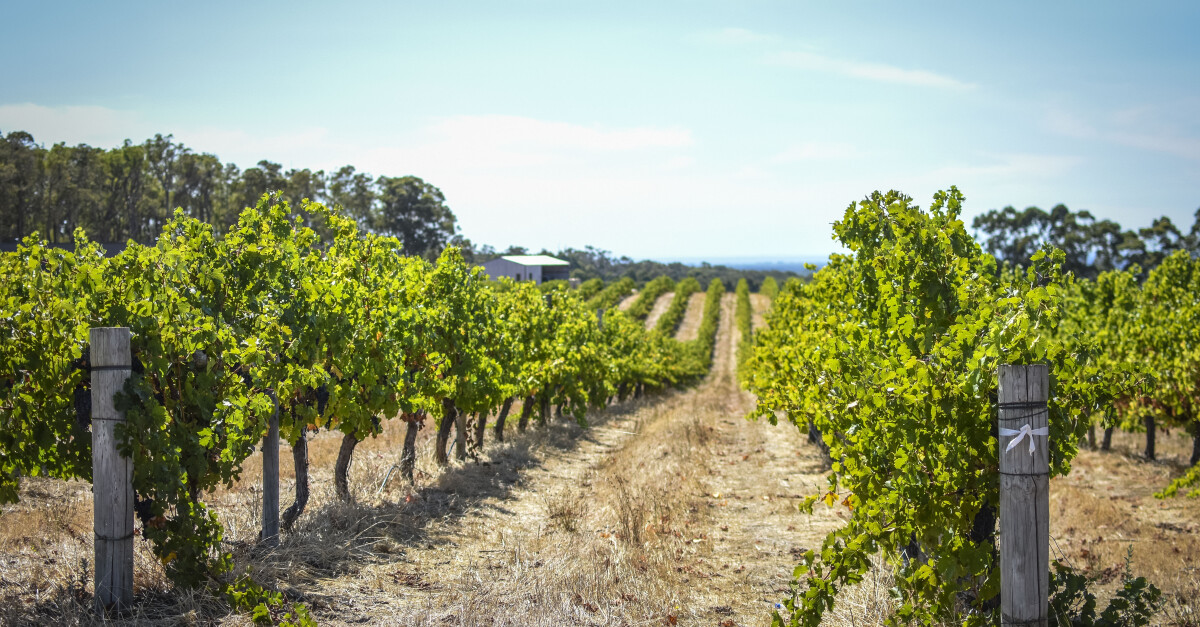 Peccavi Wines - Winery in Western Australia | Winetourism.com