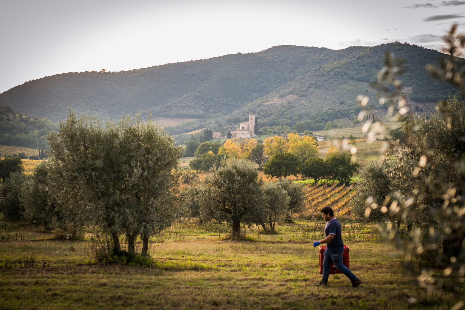 Brunello Selection Deluxe Wine Tasting at Tenuta Fanti in Tuscany ...
