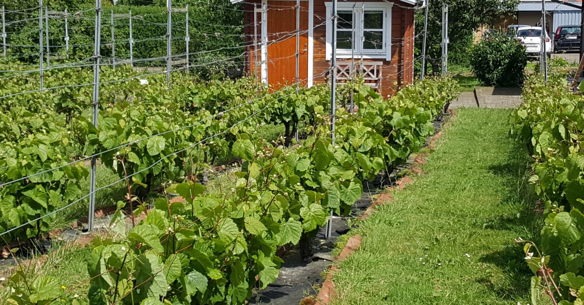 Danish Wine Tasting & Tour in South Denmark | WineTourism.com