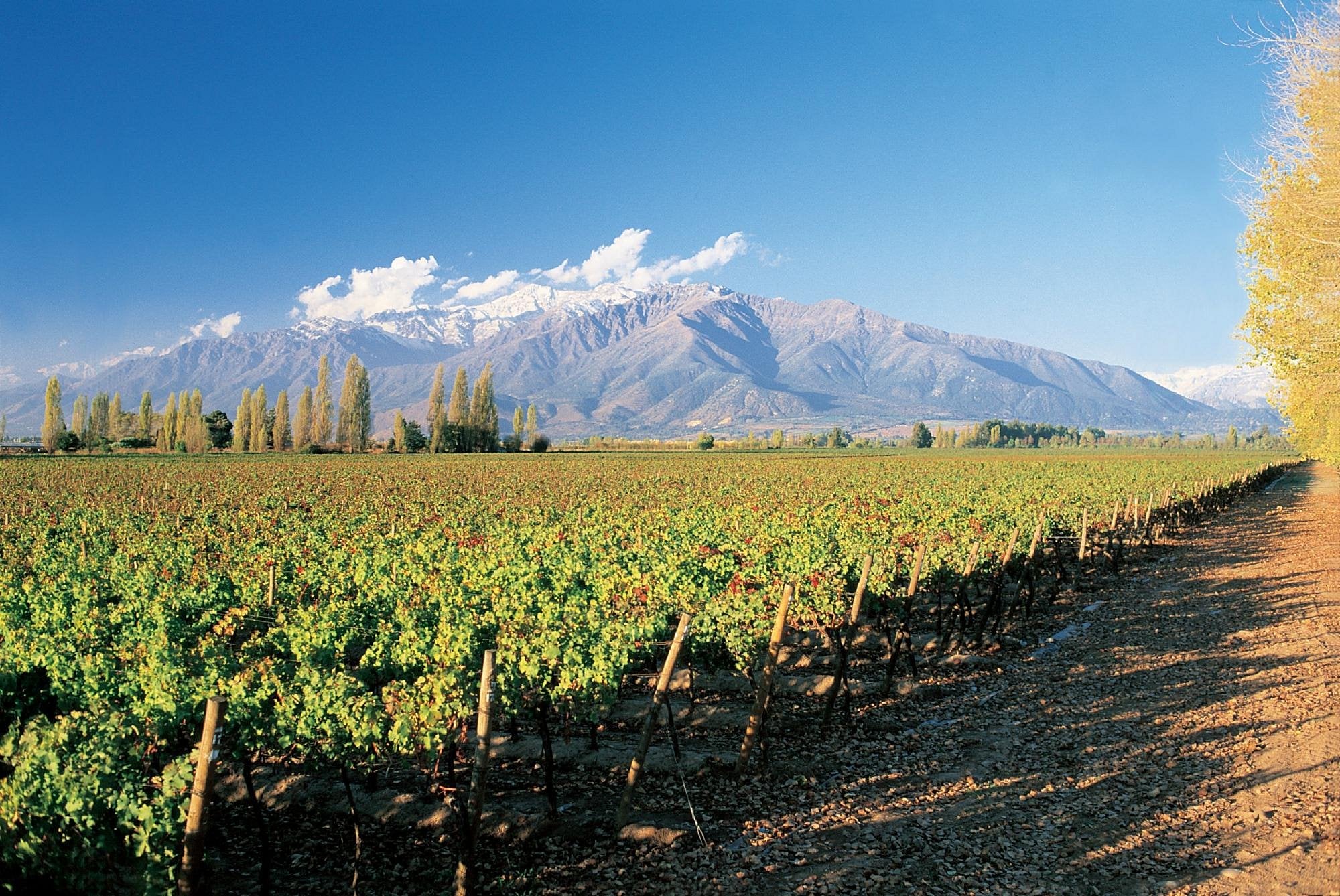 Concha y Toro - Traditional Wine Tasting and Tour in Maipo| Winetourism.com