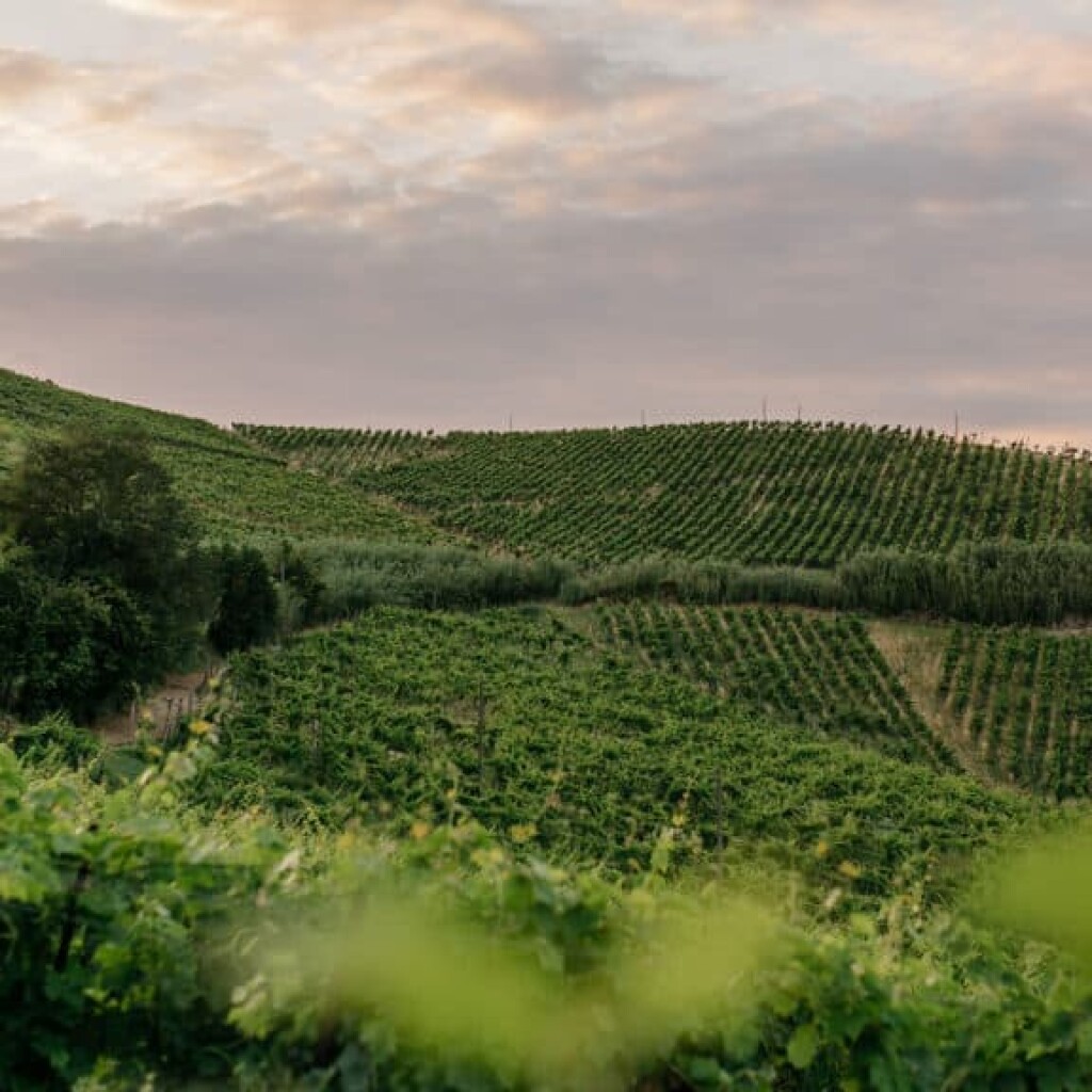 Bosca - Winery in Piedmont | Winetourism.com