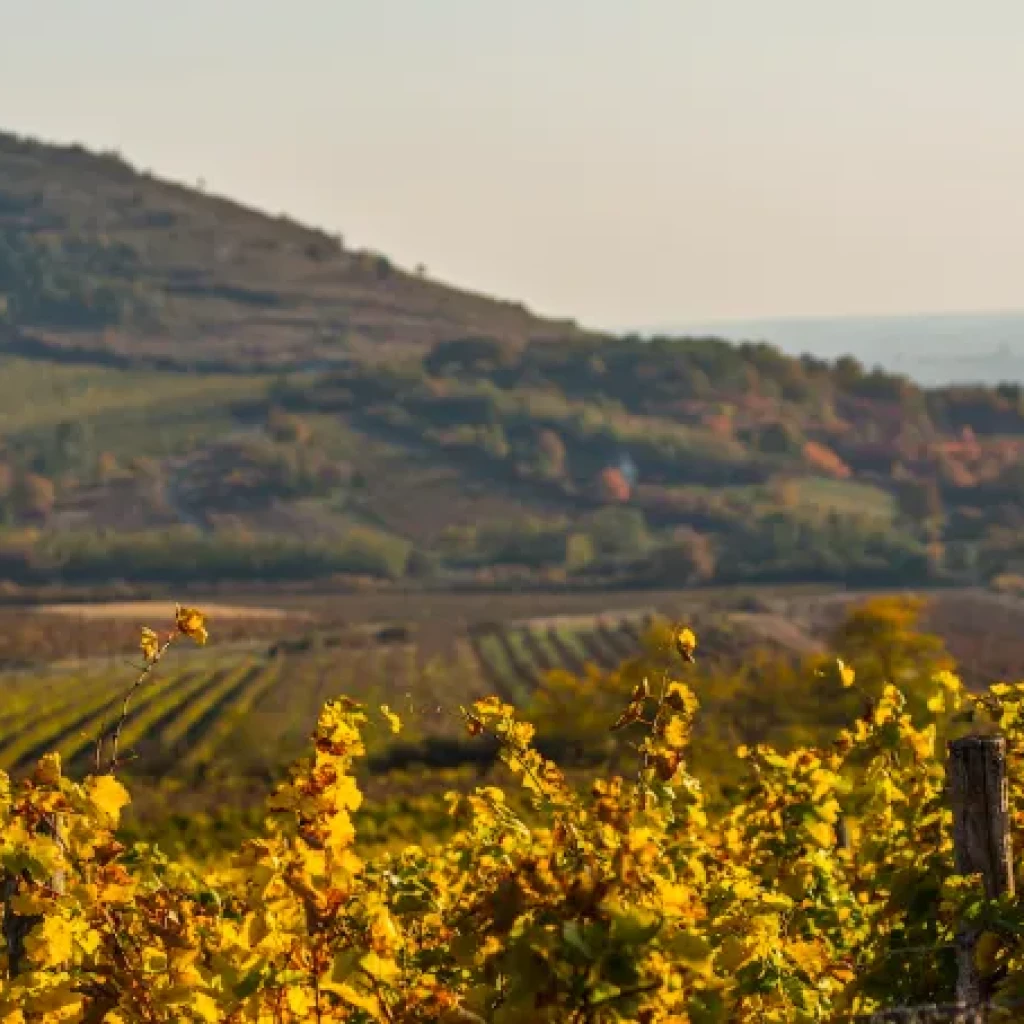 Grand Tokaj - Winery in Tokaj | Winetourism.com