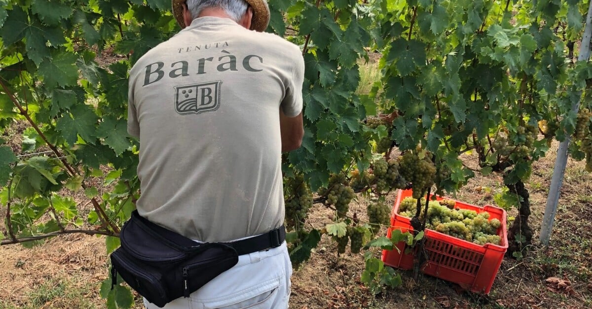 Tenuta Barac - Winery in Piedmont | Winetourism.com