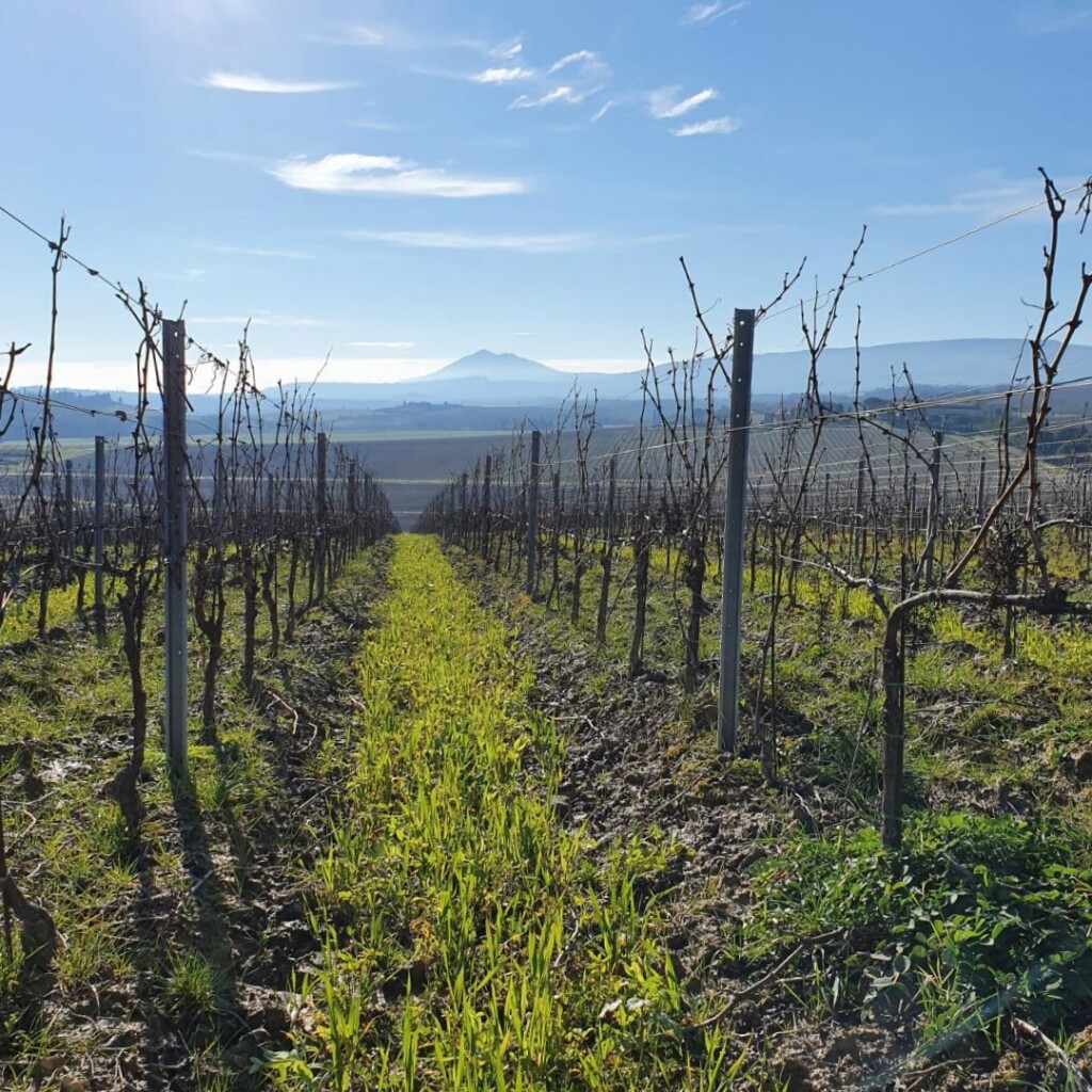 Feudo Antico - Winery in Abruzzo | Winetourism.com