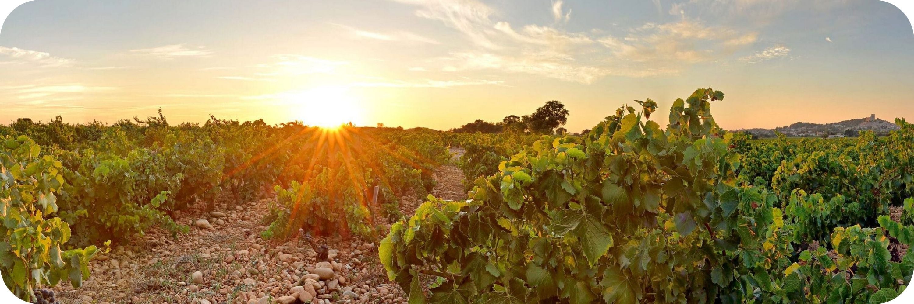 Weingut der Woche: Maison Brotte | WineTourism.com