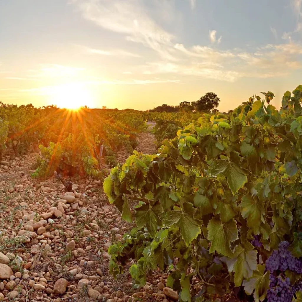 Explore Maison Brotte: Rhône Wines, Museum & Heritage | WineTourism.com