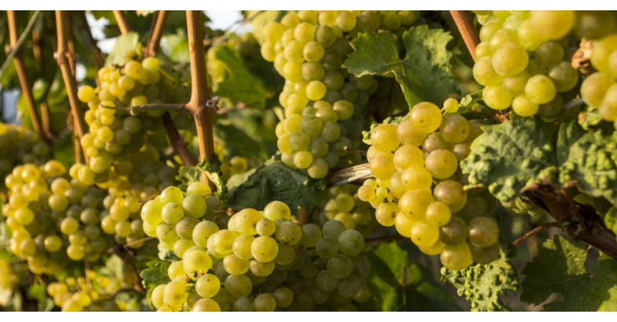 Guide to the Best Riesling Regions Worldwide | Winetourism.com