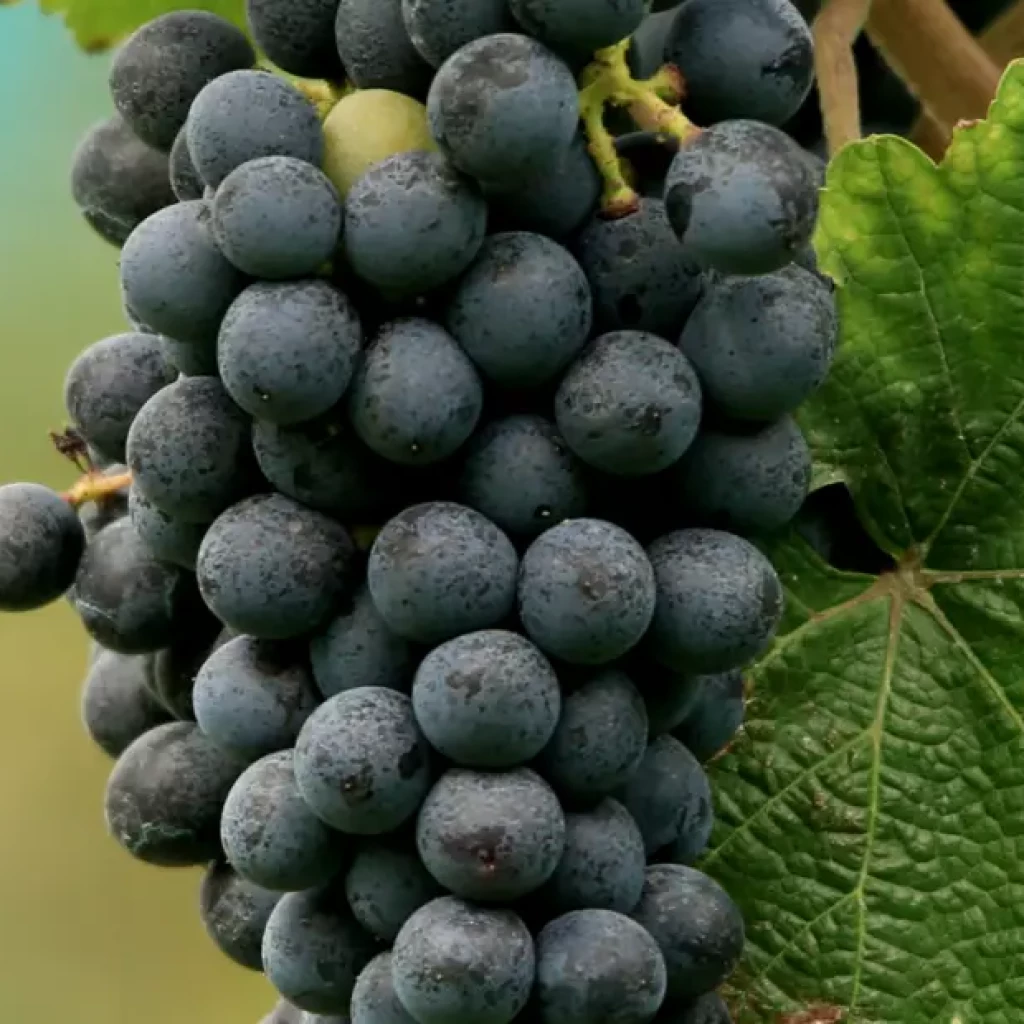 Saperavi Wine Grape: Georgia’s Iconic Red from Kakheti to the World ...