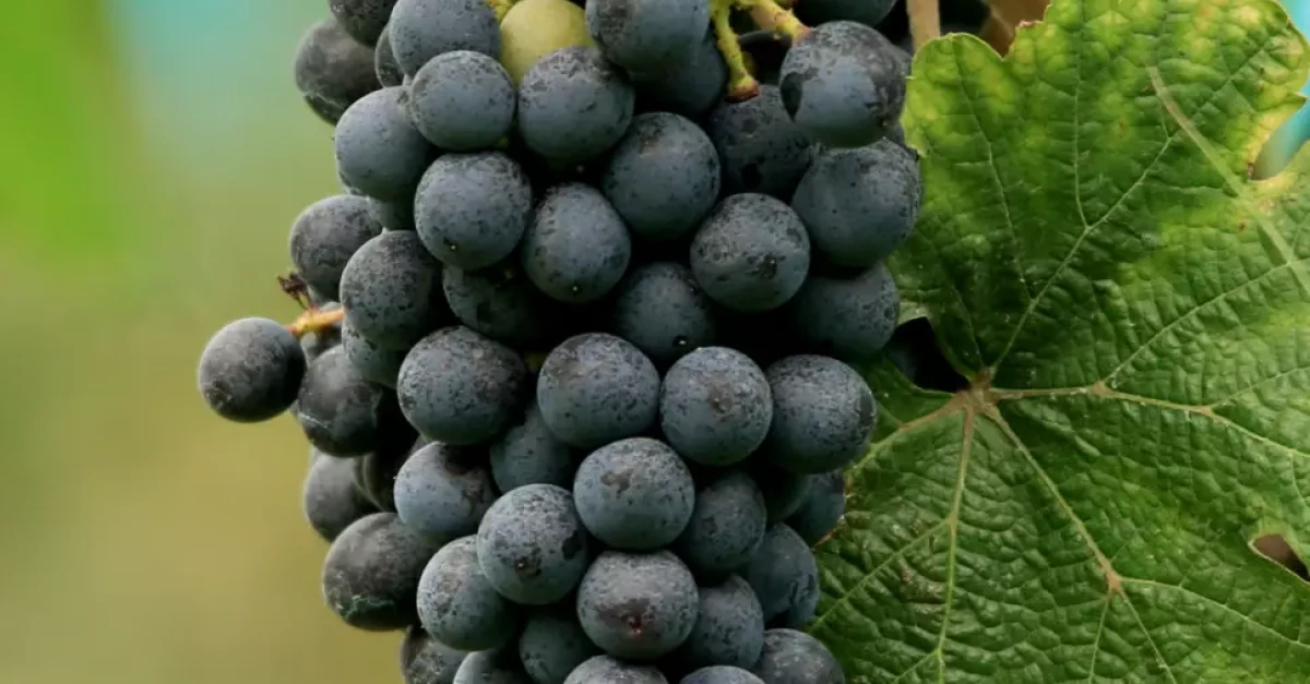 Saperavi Wine Grape: Georgia’s Iconic Red from Kakheti to the World ...