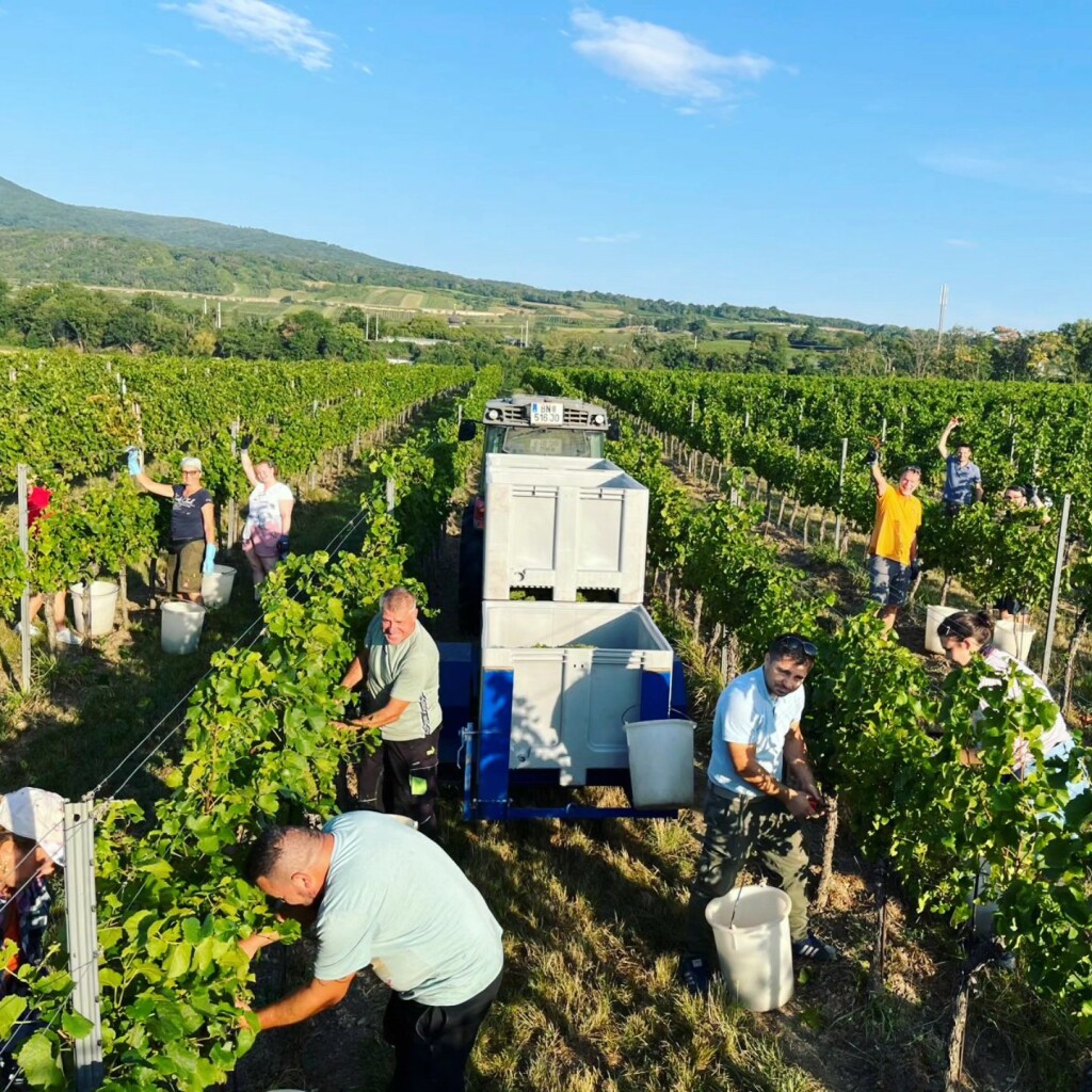 Weingut Alphart - Winery in Thermenregion | Winetourism.com