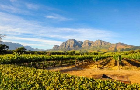 Stellenbosch - Wine Region in Coastal Region of South Africa, South ...