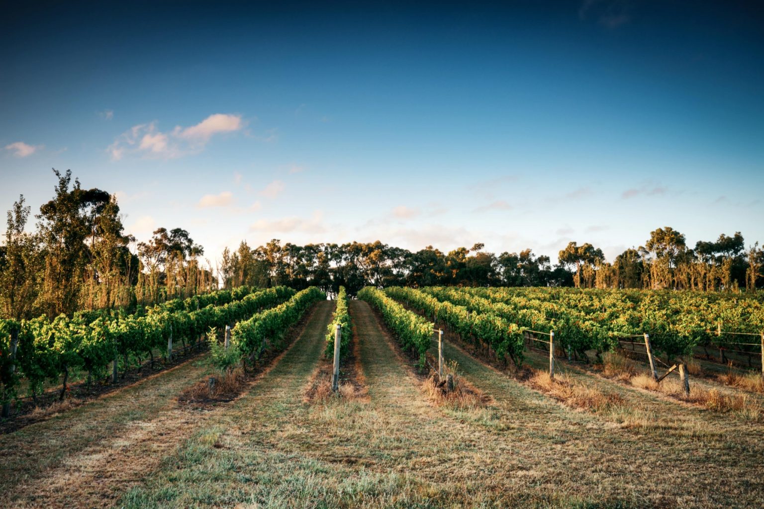 Australian wine regions - Wine tasting & tours | Winetourism.com