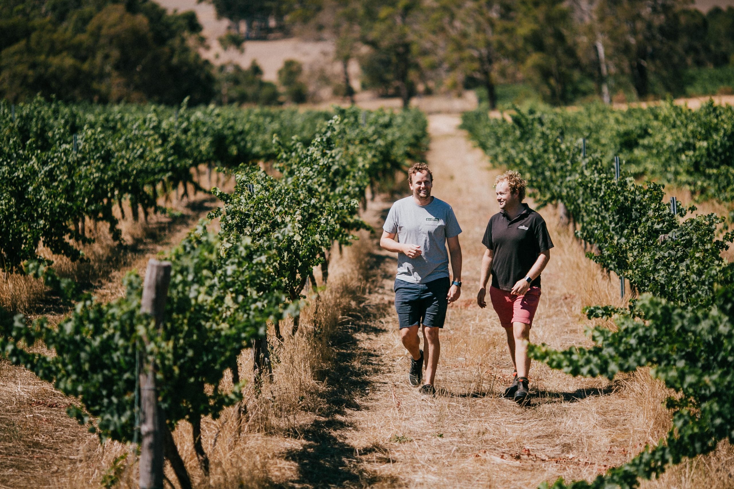 Gilbert Wines - Winery in Western Australia | Winetourism.com
