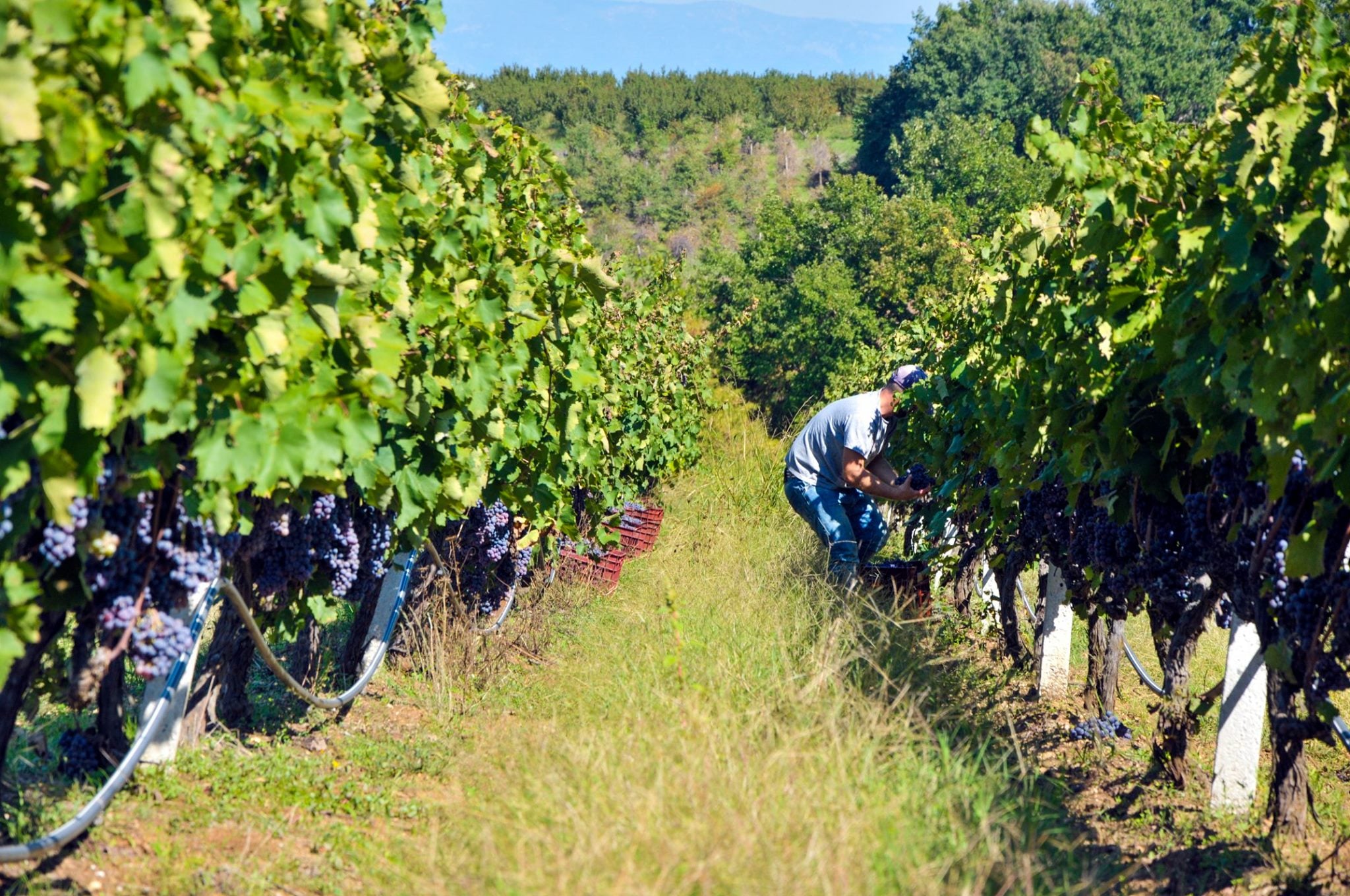 Vaeni Naoussa - Wine tasting & tour | Winetourism.com