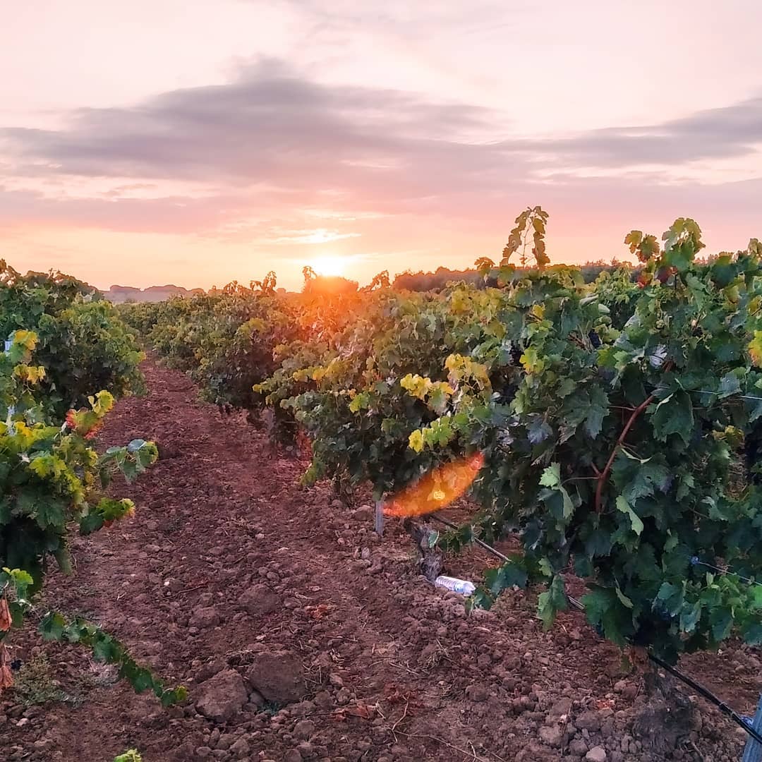 Bodegas Navarro López - Winery in Valdepeñas | Winetourism.com