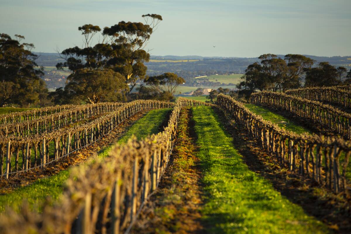 Elderton Wines - Winery in South Australia | Winetourism.com