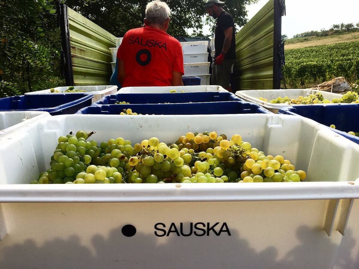 Sauska Tokaj - Winery in Tokaj | Winetourism.com